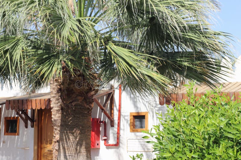 Hut under the palm tree stock photo. Image of exotica - 81889178