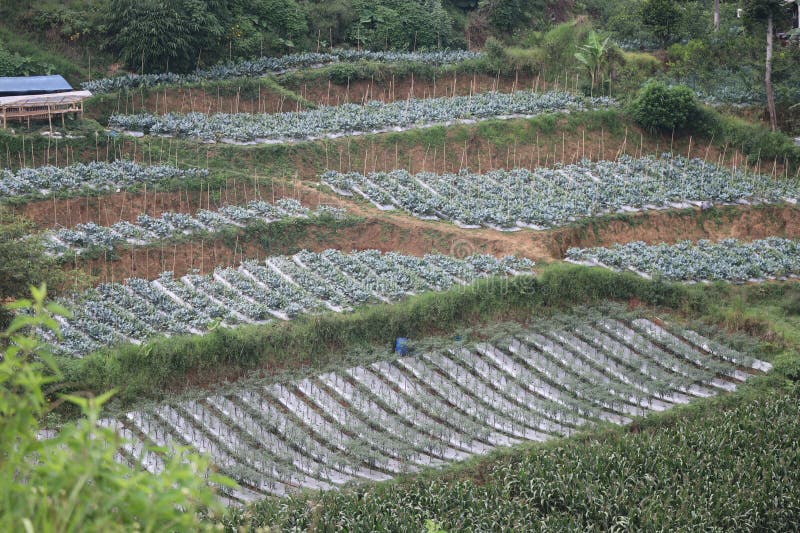 Hut between Vegetable Fields in Lembang Late Afternoon Stock Photo ...