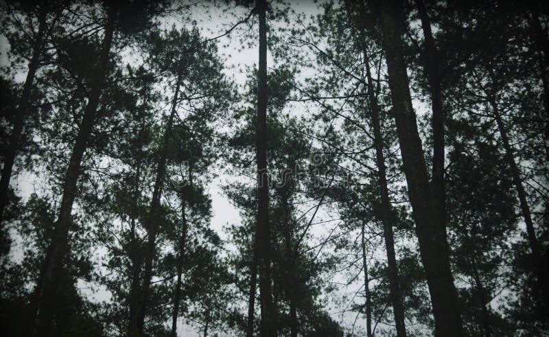 Hutan stock photo. Image of nature, deciduous, view - 206441514