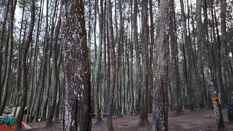 Hutan pinus stock photo. Image of wood, tree, plant - 208839392