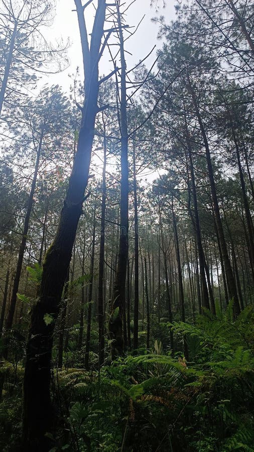 Moist Forest at the Peak of Jahim Stock Image - Image of afternoon ...