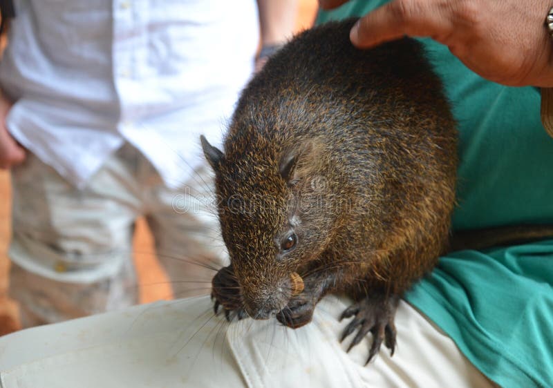 Cuban tree rat stock image. Image of caribbean, rodent - 43238273