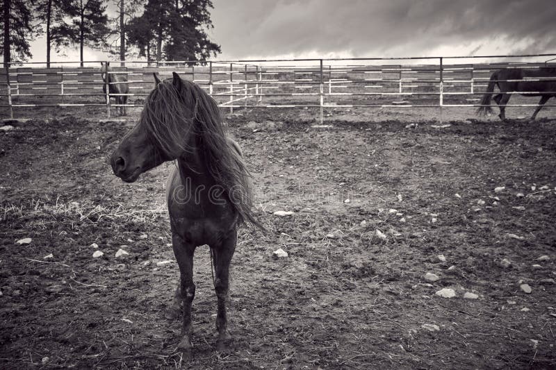 The Hutul Horse Breed from Romania 32 Stock Photo - Image of outside ...
