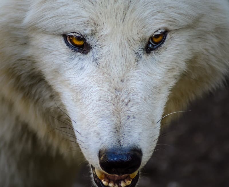 33,338 Vit Varg Foton - Gratis och royaltyfria stockfoton från Dreamstime