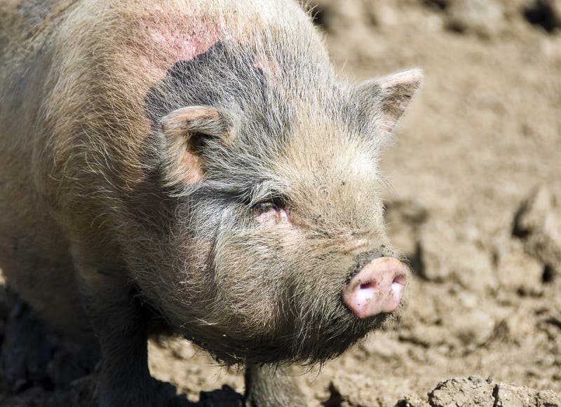Huvud Av Ett Stort Ulligt Svin Fotografering för Bildbyråer - Bild av ...