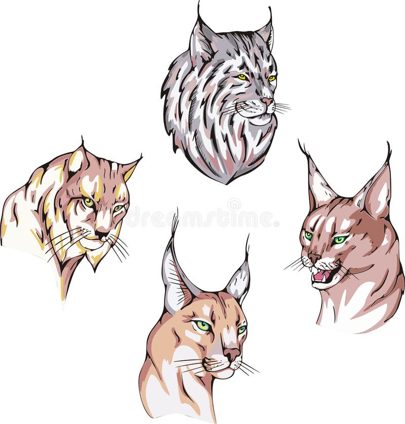 Lodjur Stock Illustrationer, Vektorer, & Clipart – (7,450 Stock ...