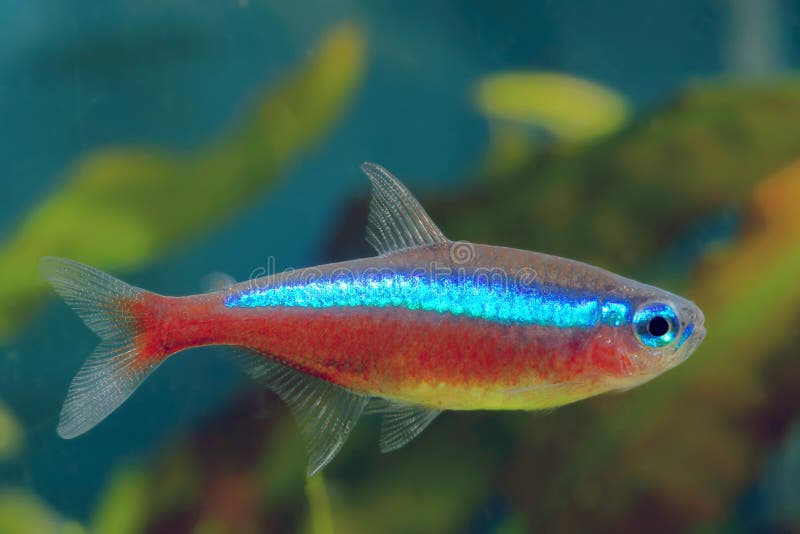 2,269 Neon Tetra Stock Photos - Free & Royalty-Free Stock Foton från ...