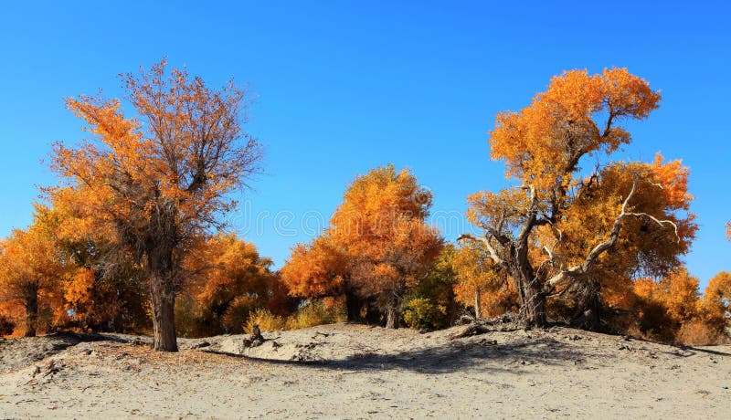HuYang Tree14 image stock. Image du déplacement, botanique - 35049421