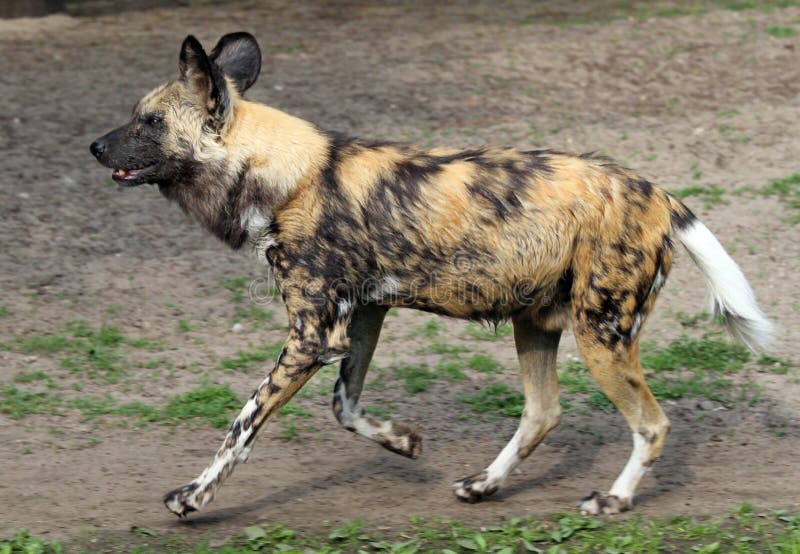 Hyäne stockfoto. Bild von tier, laufen, stripey, reiniger - 17113022