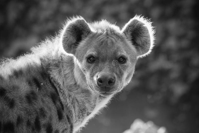 Petit animal d'hyène image stock. Image du chéri, savane - 45801817