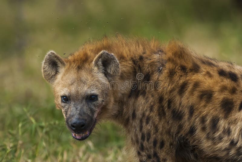 Chiot d'hyène image stock. Image du hyène, chiot - 19399973