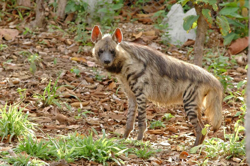 Hyène rayée photo stock. Image du attentif, afrique, mammifère - 48206964