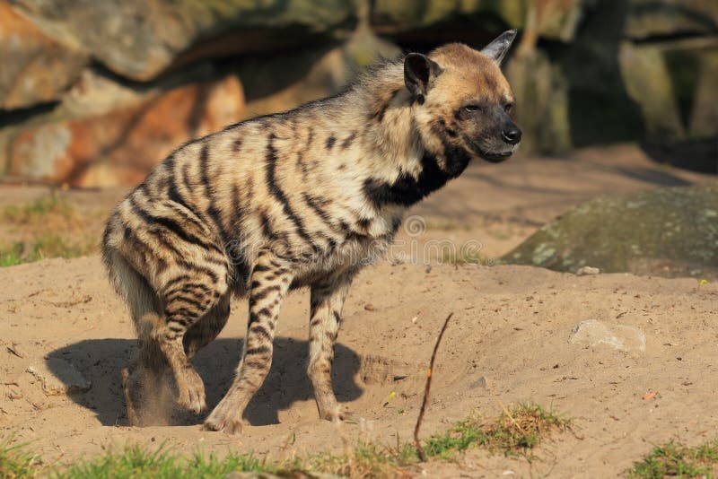 Hyène rayée photo stock. Image du carnassier, griffe - 65178534