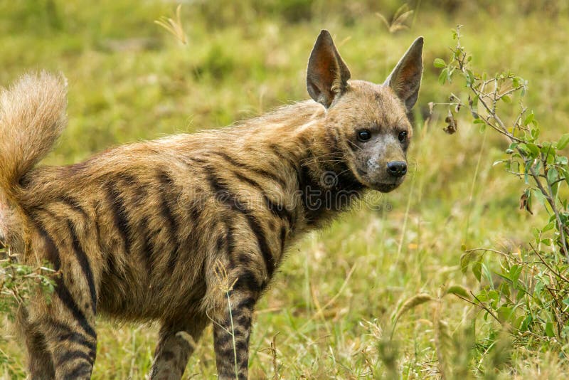 Hyène rayée photo stock. Image du oreille, chien, carnassier - 164149790