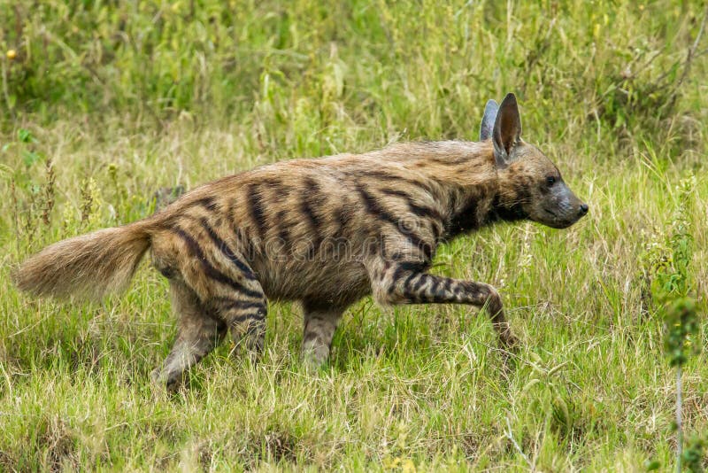 Hyène rayée photo stock. Image du rayé, extracteur, kenya - 48206964