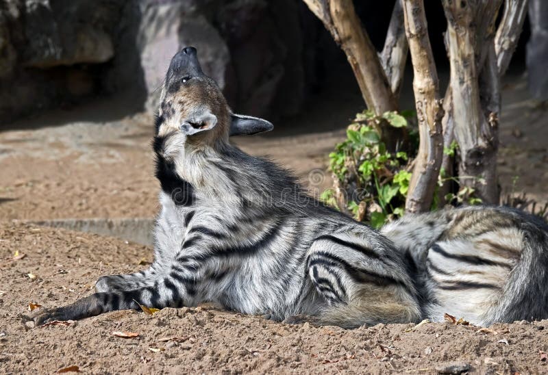 Hyène rayée photo stock. Image du carnassier, griffe - 65178534