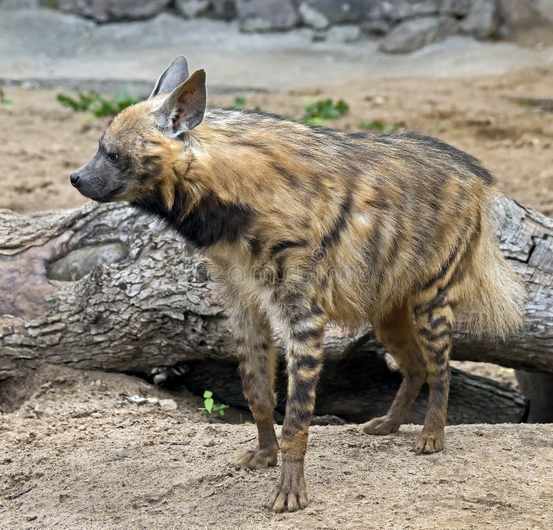 Hyène rayée photo stock. Image du carnassier, griffe - 65178534