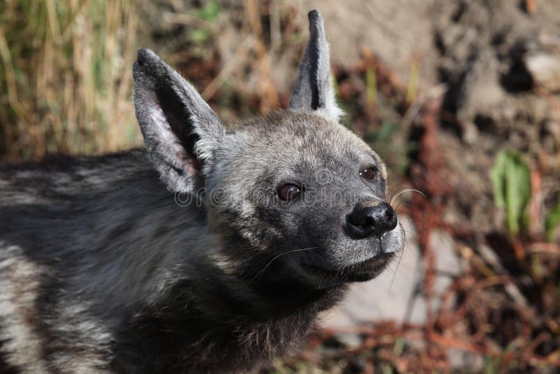Hyène rayée photo stock. Image du attentif, afrique, mammifère - 48206964