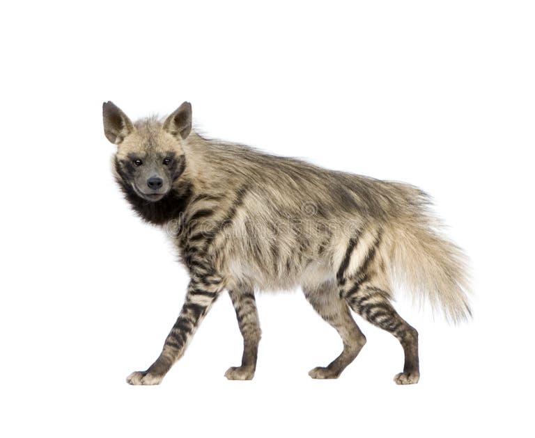 Hyène Rayée - Hyaena De Hyaena Photo stock - Image du africain, côté ...