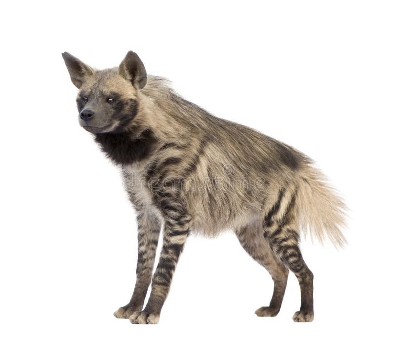 Hyène Rayée - Hyaena De Hyaena Photo stock - Image du extracteur ...