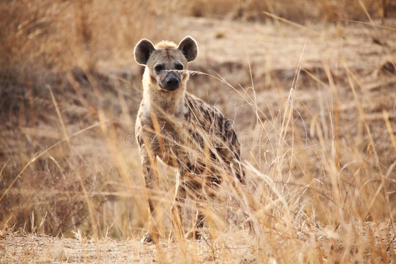 Chasse Repérée D'hyène Dans Le Masai Mara Image stock - Image du yeux ...