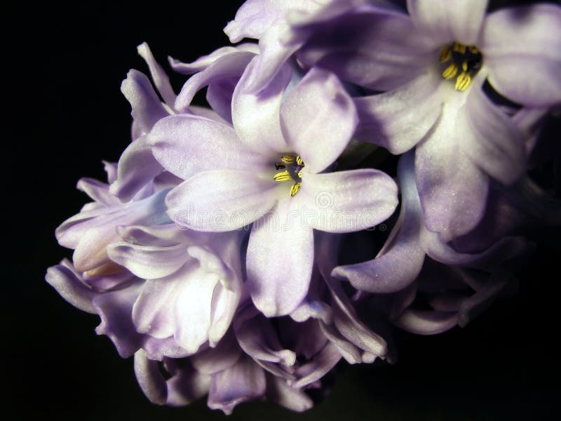 Hyacinth stock image. Image of botanical, botany, detail - 12648553