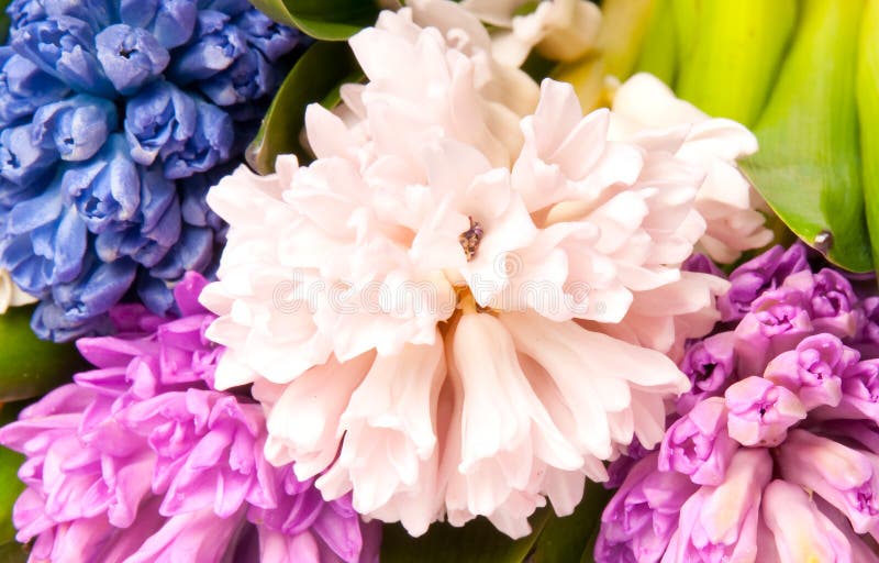 Hyacinth stock photo. Image of bright, beauty, easter - 13324616