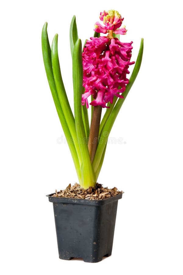 Hyacinth stock image. Image of floral, pink, bright, petal - 13431585