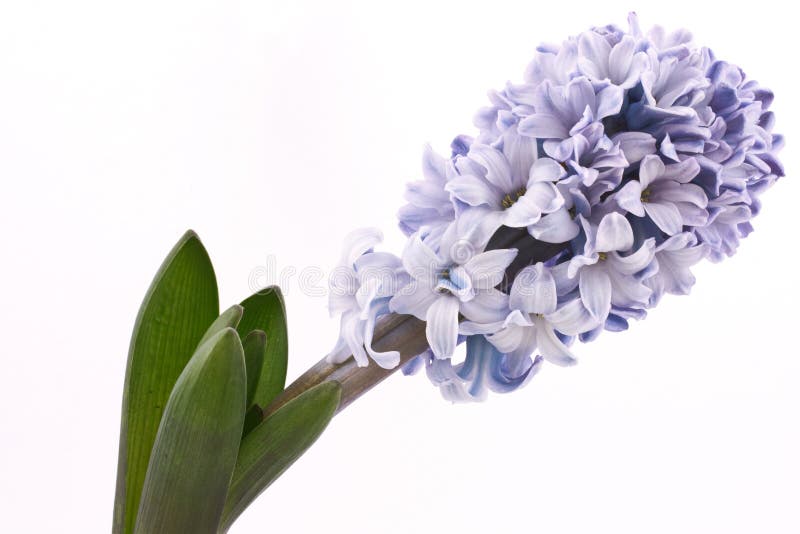 Hyacinth stock photo. Image of bloom, bouquet, hobby - 17940846