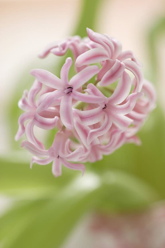 Hyacinth stock image. Image of poisonous, hyacinthus, hyacinths - 1965341