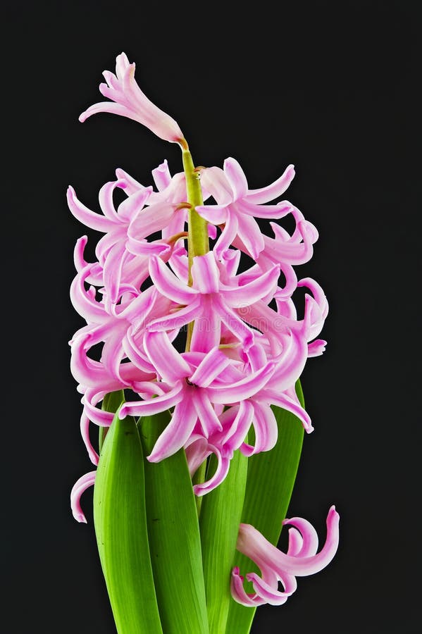 Hyacinth stock image. Image of pollen, ecology, beauty - 25074513