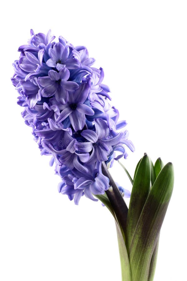 Hyacinth stock photo. Image of petal, mothers, isolated - 4229462