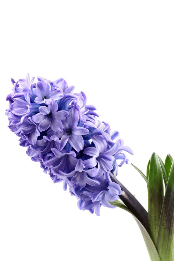 Hyacinth stock image. Image of mothers, valentine, spring - 4229409