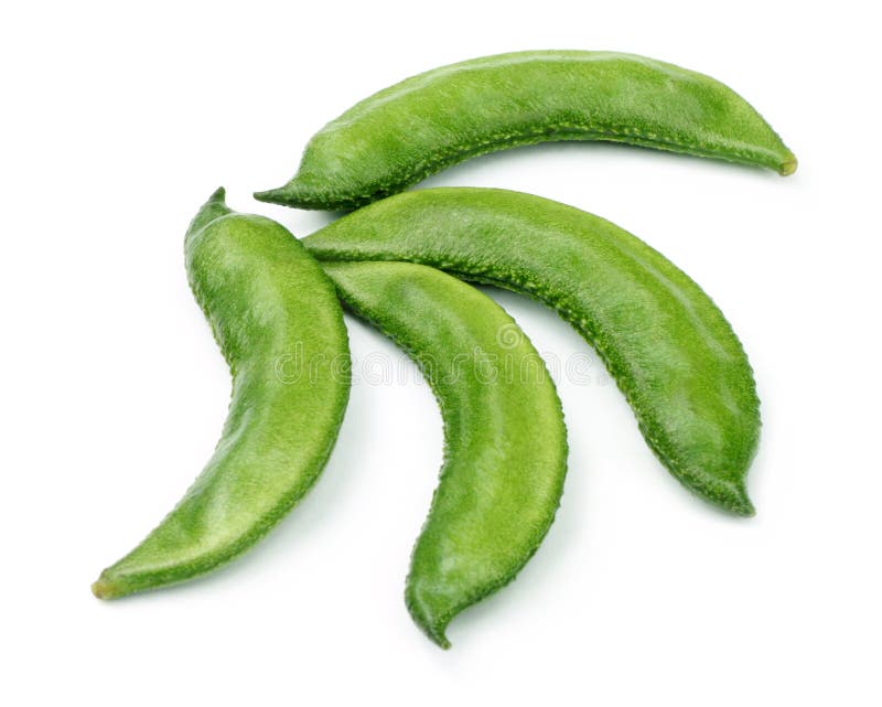 Hyacinth Bean or Lablab Purpureus Flowering Vine with Single Leathery ...