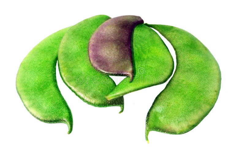 Hyacinth Bean stock abbildung. Illustration von nahrhaft - 40262674