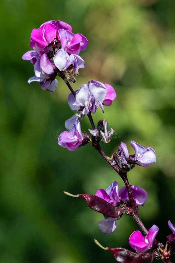 Hyacinth Bean (lablab Purpurea) Flowers Stock Photo - Image of bataw ...