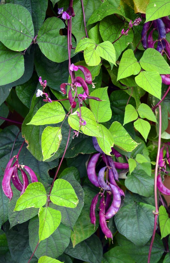 Hyacinth Bean or Lablab Purpureus Flowering Vine with Single Leathery ...
