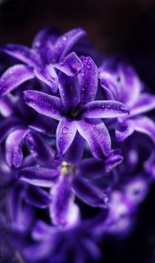 Hyacinth Blue Pearl Small Bouquet Stock Image - Image of texture ...