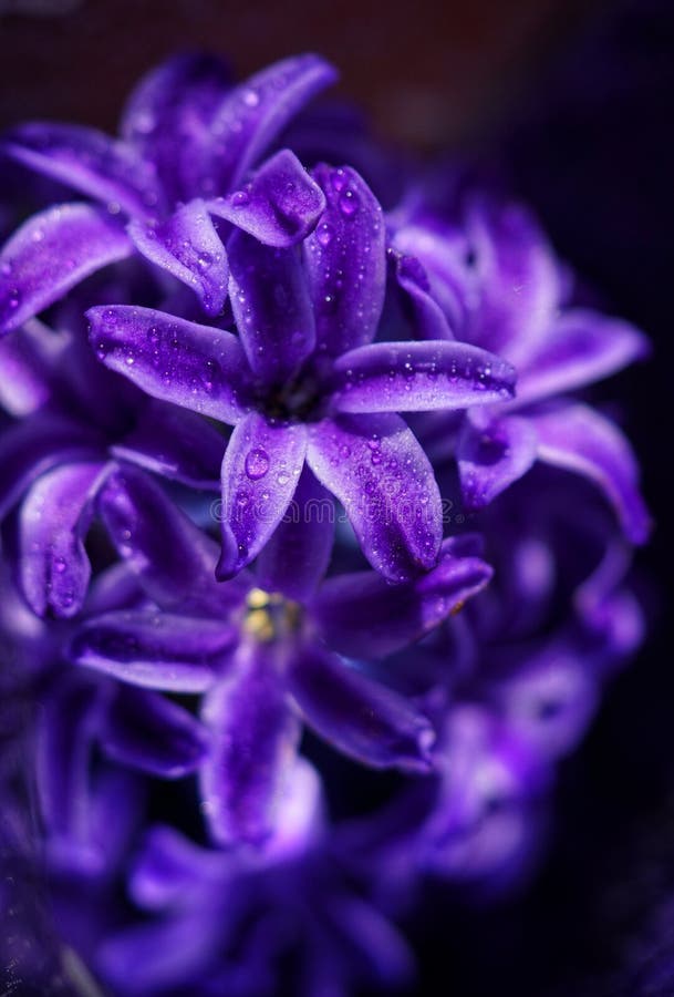 Hyacinth Blue Pearl Small Bouquet Stock Photo - Image of flowers, small ...