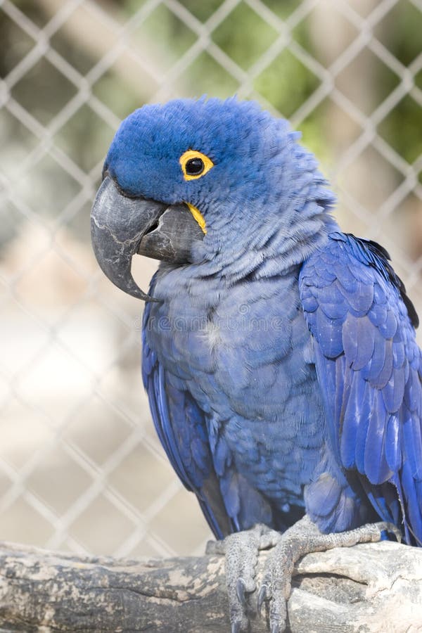 Hyacinth Blue Wing Macaw in Cage Stock Image - Image of bright ...