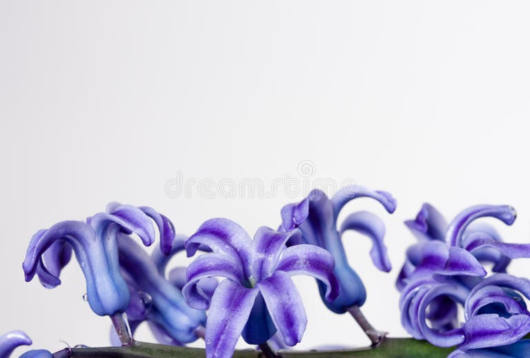 11,560 Image Lower Turd Stock Photos - Free & Royalty-Free Stock Photos ...