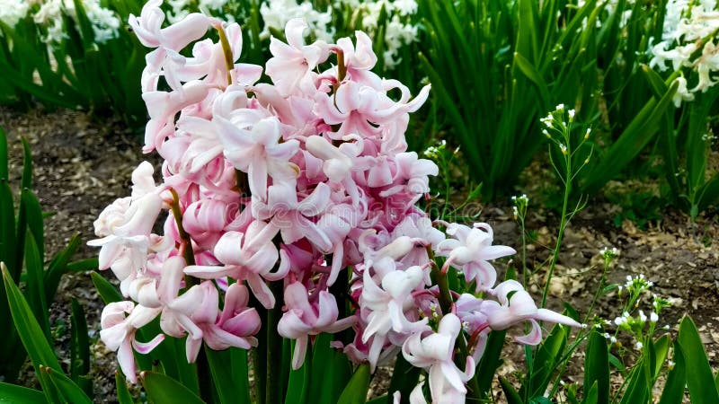 Hyacinths in a Botanical Garden Stock Image - Image of bush, plant ...