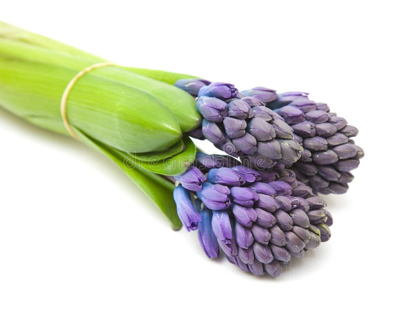 Hyacinth bud stock image. Image of green, surface, blooming - 18626665