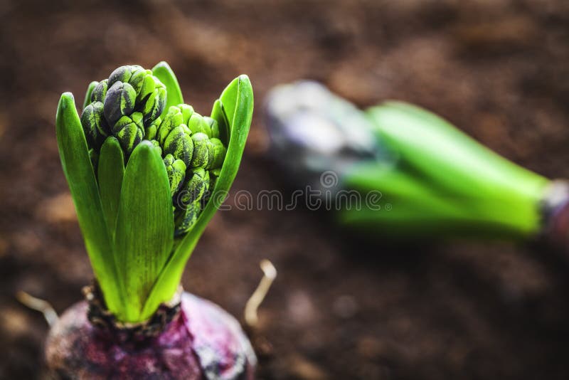 Hyacinth Bulb Plant in Flower Pot on Wooden Table Close Up. Healthy ...