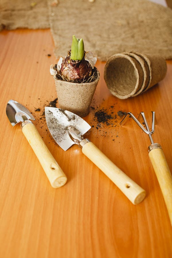 Hyacinth Bulb with a Sprout and Garden Tools Stock Image - Image of ...