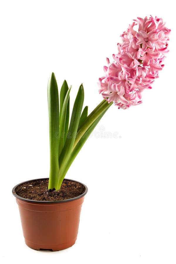 Hyacinth-decorative Indoor Plant Stock Photo - Image of flora ...