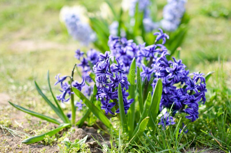 Hyacinth Delft Blue Bloomed on a Flowerbed Stock Image - Image of ...