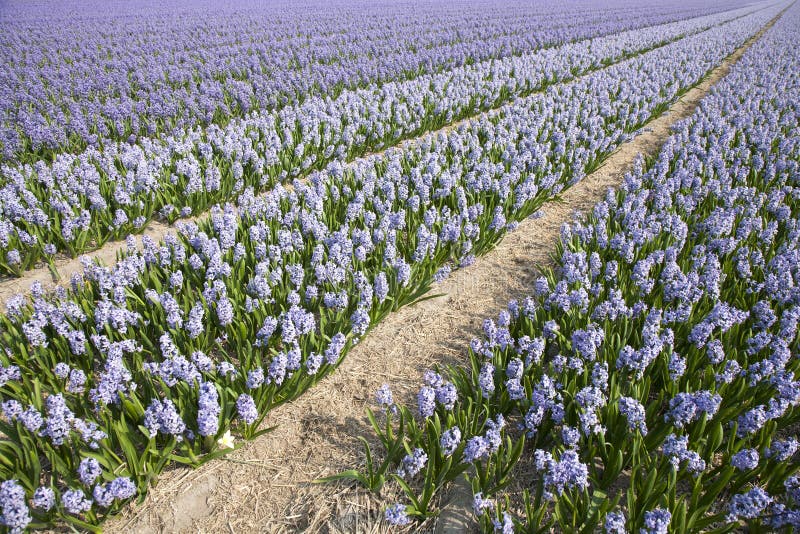 Hyacinth field stock photo. Image of keukenhof, flowers - 19333702