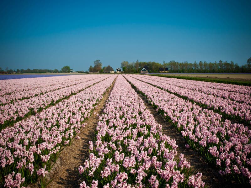 Hyacinth Field stock photo. Image of hyacinth, flower - 22719708