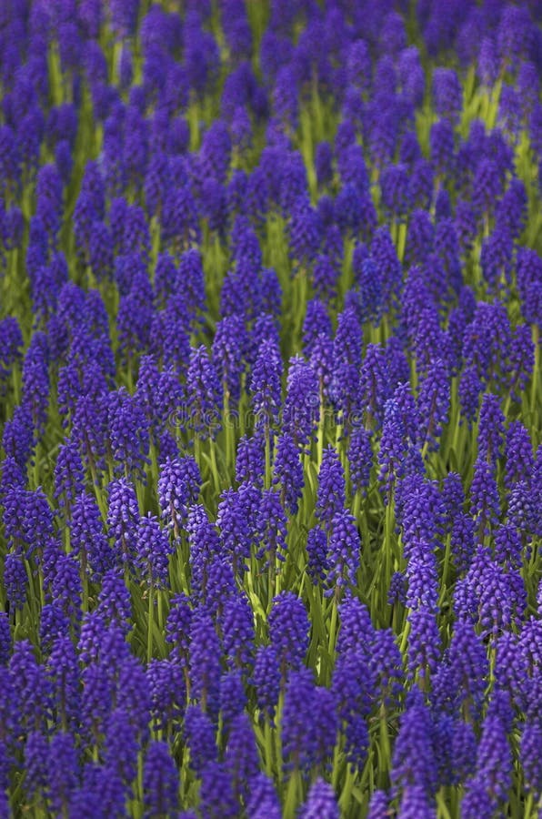 Hyacinth Field Picture. Image: 5077755